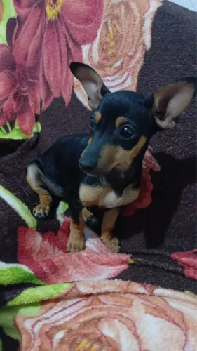 "cachorro cofap" - Cachorros no Brasil