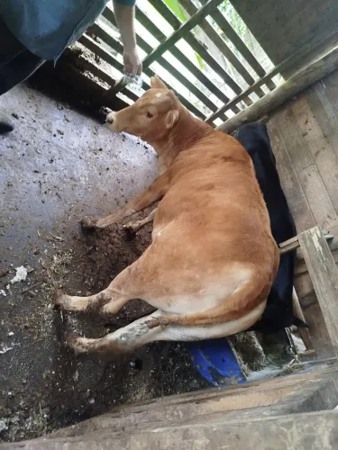 "vacas e novilhas" - Animais para agropecuária no Brasil