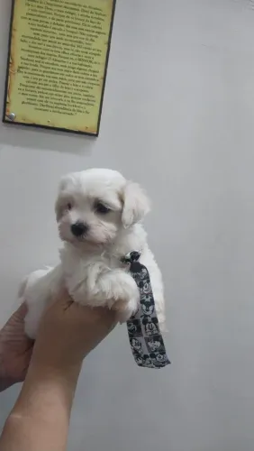 "filhotes de cachorro maltes" - Cachorros no Brasil