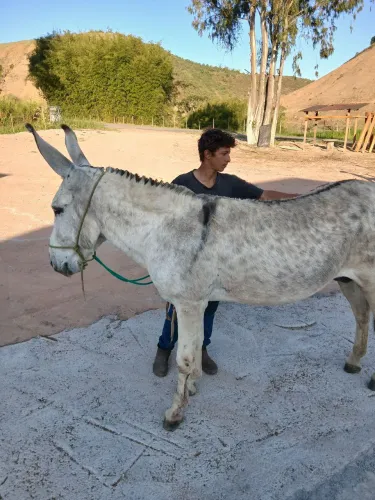 Cavalos em Minas Gerais