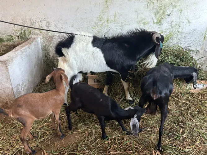 "bode filhote" no Brasil