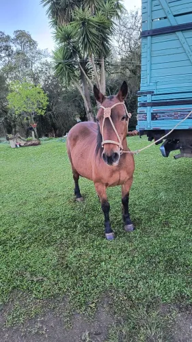 Cavalos em Curitiba e região, PR
