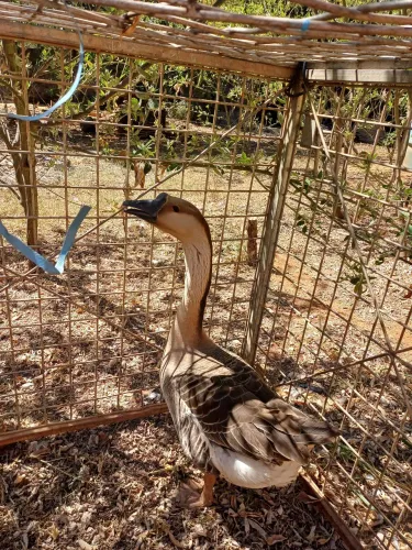 "ganso ganso" - Outros animais no Brasil