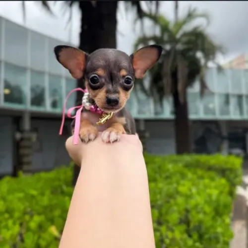 "pinscher 00 miniatura" - Cachorros no Brasil