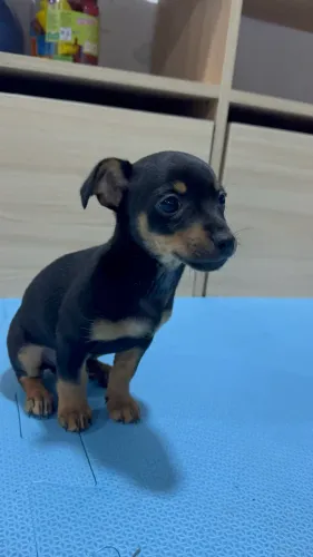 "pinscher 0" - Cachorros no Brasil
