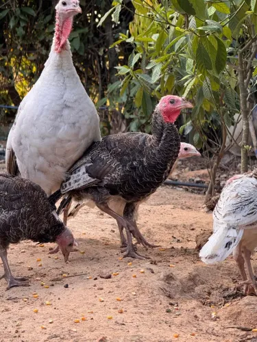 "peru aves" - Outros animais no Brasil