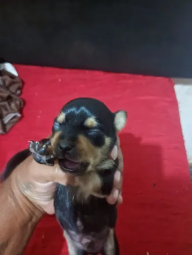 "filhote pinscher puro" - Cachorros no Brasil