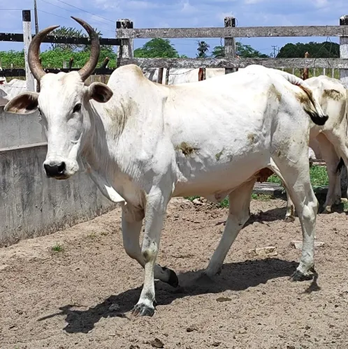 "vaca nelore" - Animais para agropecuária no Brasil