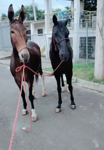 "uma mula" no Brasil