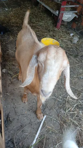 "bode filhote" no Brasil