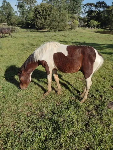 Cavalos no Rio Grande do Sul