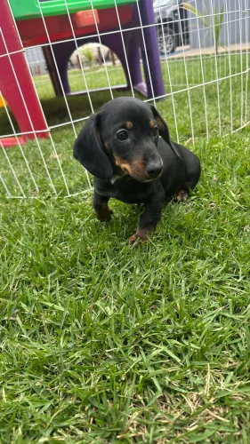 "cachorro cofap" - Cachorros no Brasil