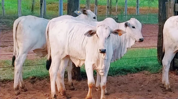 "vaca nelore" - Animais para agropecuária no Brasil