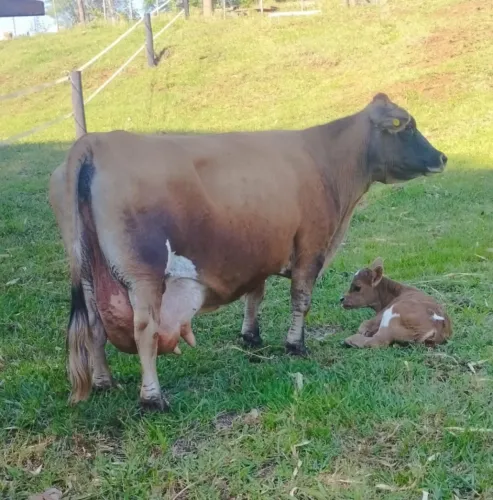 "mini vaca" - Animais para agropecuária no Brasil