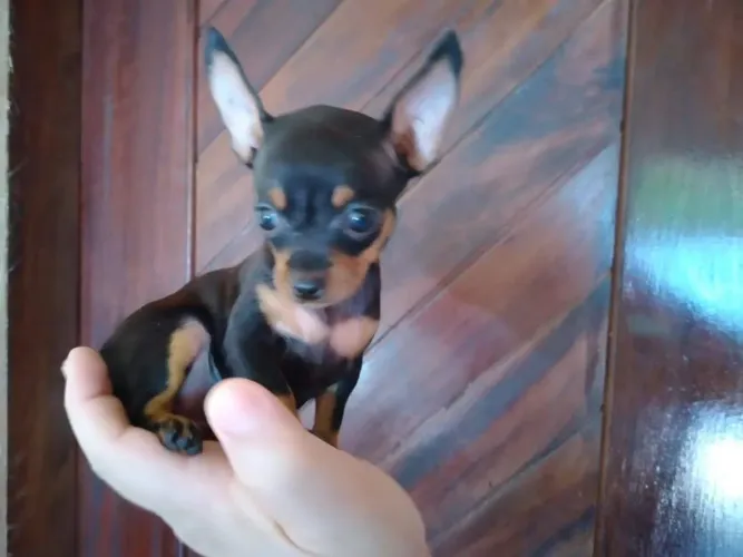"pinscher 0" - Cachorros no Brasil