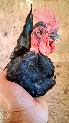 "mini garnizes" no Brasil