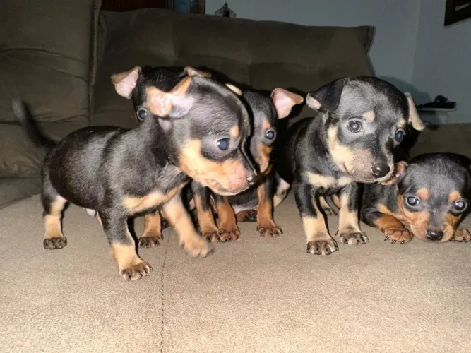 "cachorro pinscher 1" - Cachorros no Brasil