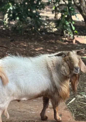 "bode filhote" no Brasil