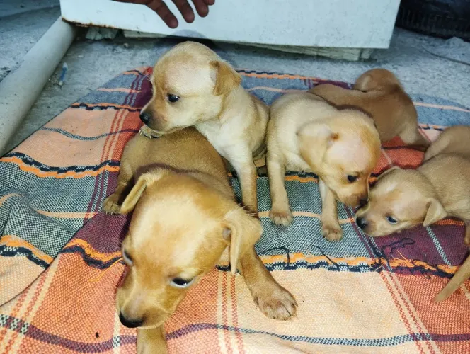 "filhote pinscher puro" - Cachorros no Brasil