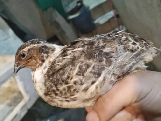 "codorna chinesa" - Outros animais no Brasil