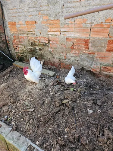 "mini garnizes" no Brasil