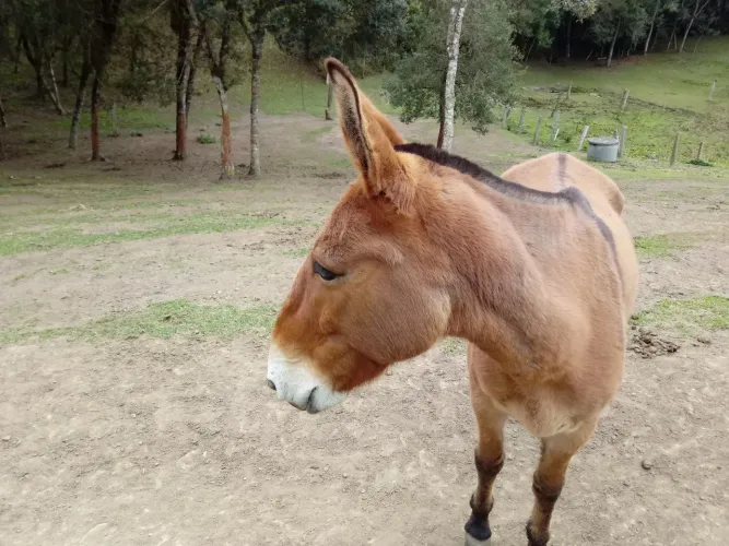 "burro mula" no Brasil