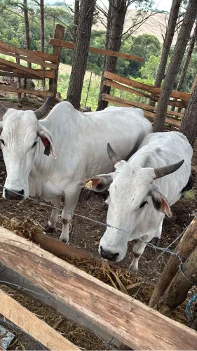 "vaca nelore" - Animais para agropecuária no Brasil