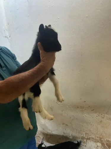 "bode filhote" no Brasil