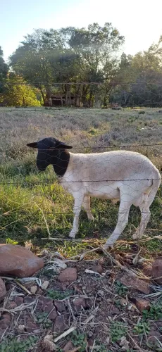 "carneiros dorper" no Brasil