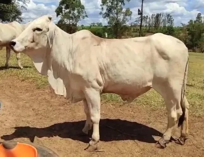 "vaca nelore" - Animais para agropecuária no Brasil