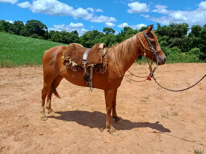 Cavalos em Curitiba e região, PR
