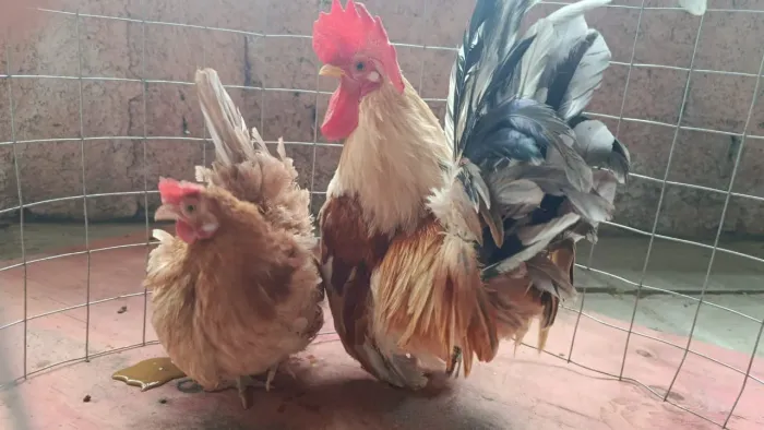 "garnizes nagasaki" no Brasil