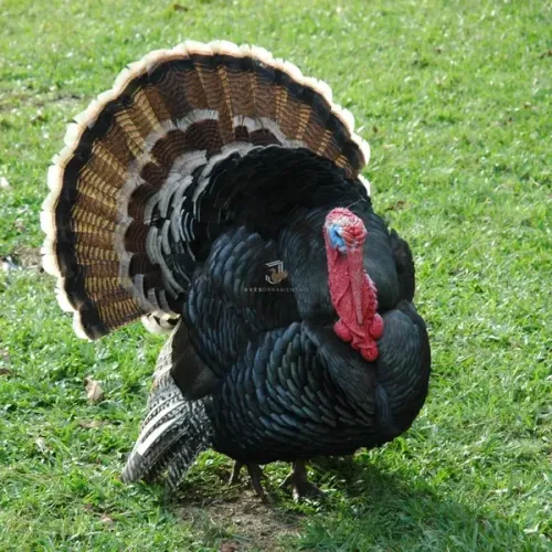 "perua vw" no Brasil