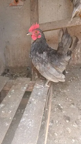 "galo garnize" - Outros animais no Brasil