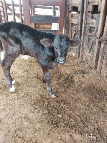 "bezerro angus" no Brasil
