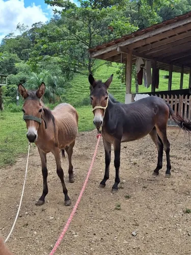 "burro mula" no Brasil