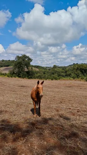"uma mula" no Brasil