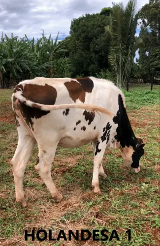 "vaca holandesa" no Brasil