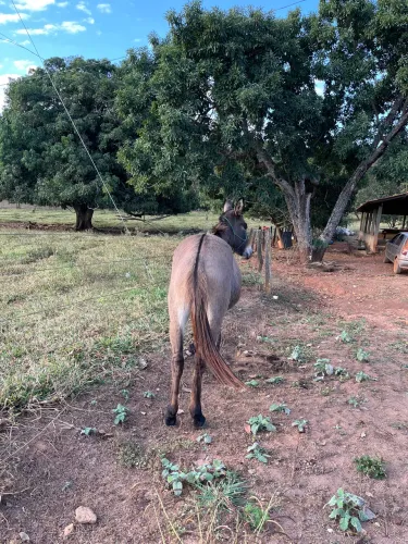 "uma mula" no Brasil
