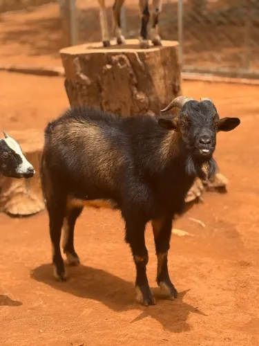 "mini cabrito" no Brasil