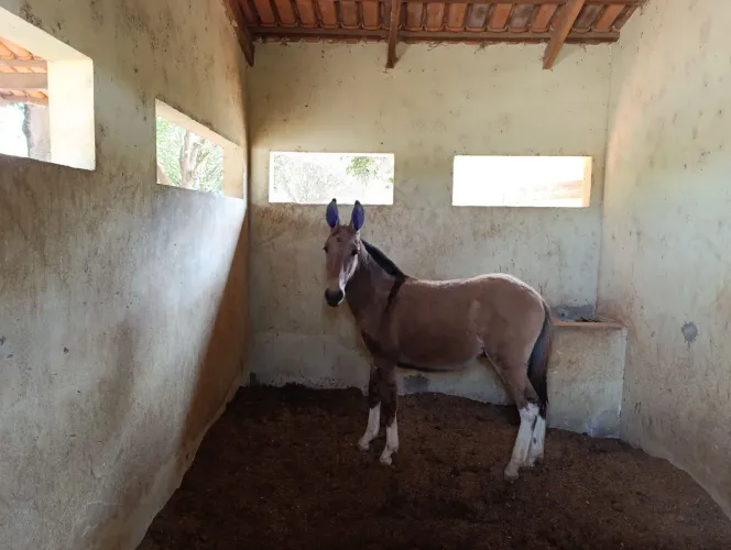 "burro mula" no Brasil