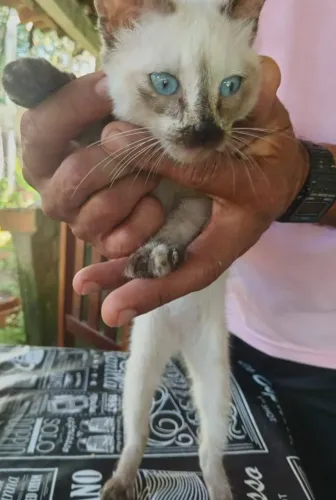 Gatos no Brasil