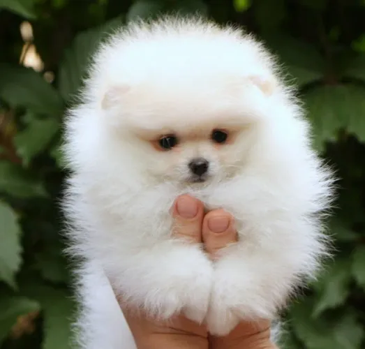 "cachorros spitz alemao" - Cachorros no Brasil