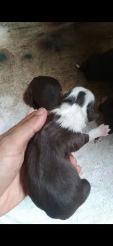 "bode filhote" no Brasil