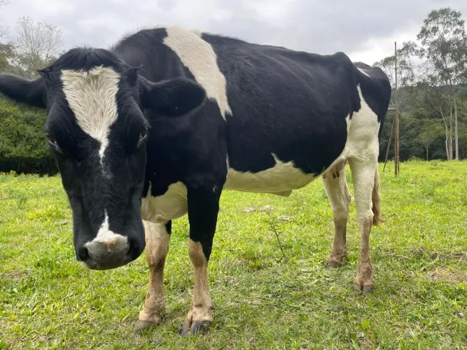 "vaca holandesa" no Brasil