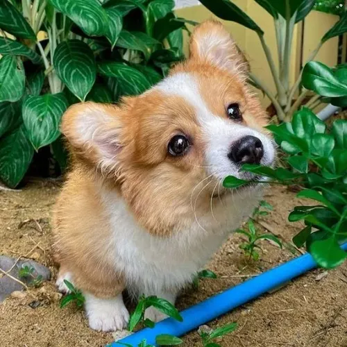 "corgi" - Cachorros no Brasil