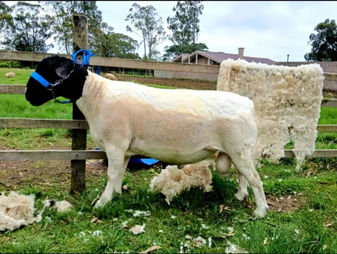 "carneiros dorper" no Brasil