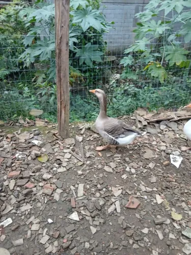 "ganso ganso" - Outros animais no Brasil