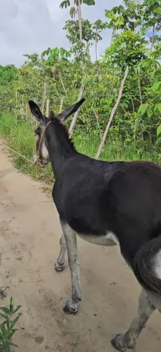 Cavalos em Pernambuco