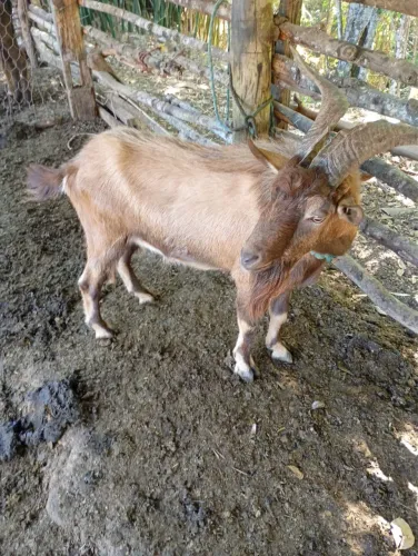 "bode filhote" no Brasil